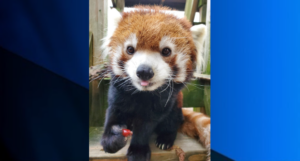 Roger Williams Park Zoo mourns loss of red panda | ABC6