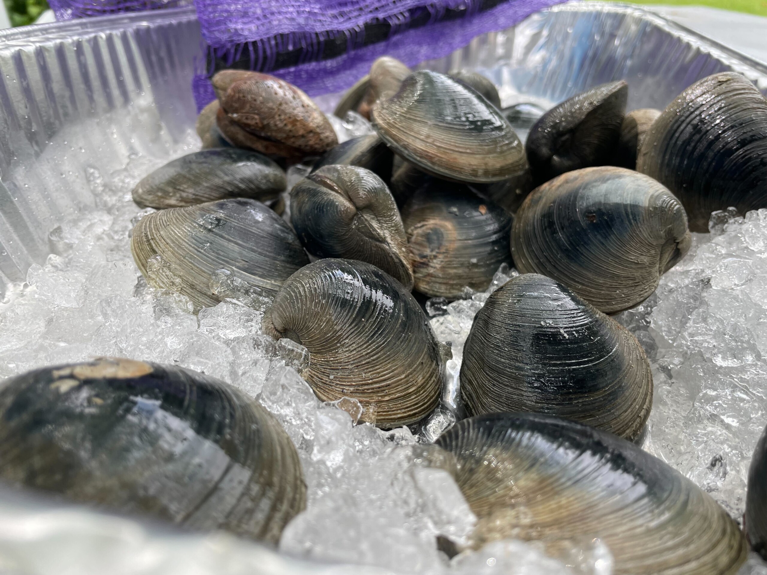 Veterans and families learn quahogging at North Kingstown Town Beach | ABC6
