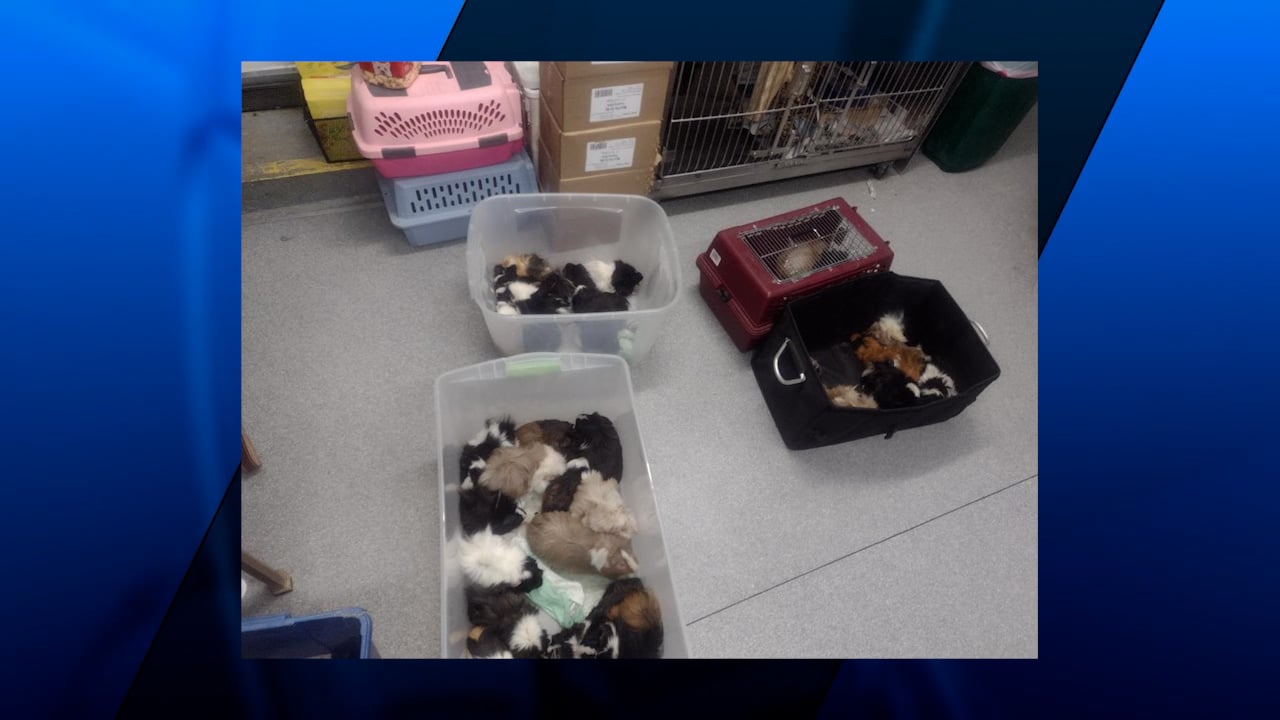 $500 reward offered for information on abandoned guinea pigs found by ...
