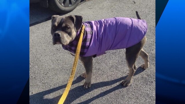 Kidnapped dog may be a case of mistaken identity | ABC6