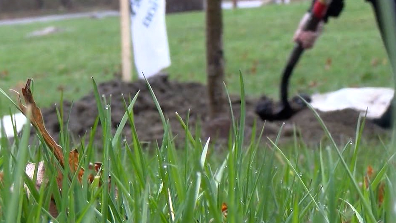 Program gives 1,000 trees away to help Rhode Islanders cut costs, save ...