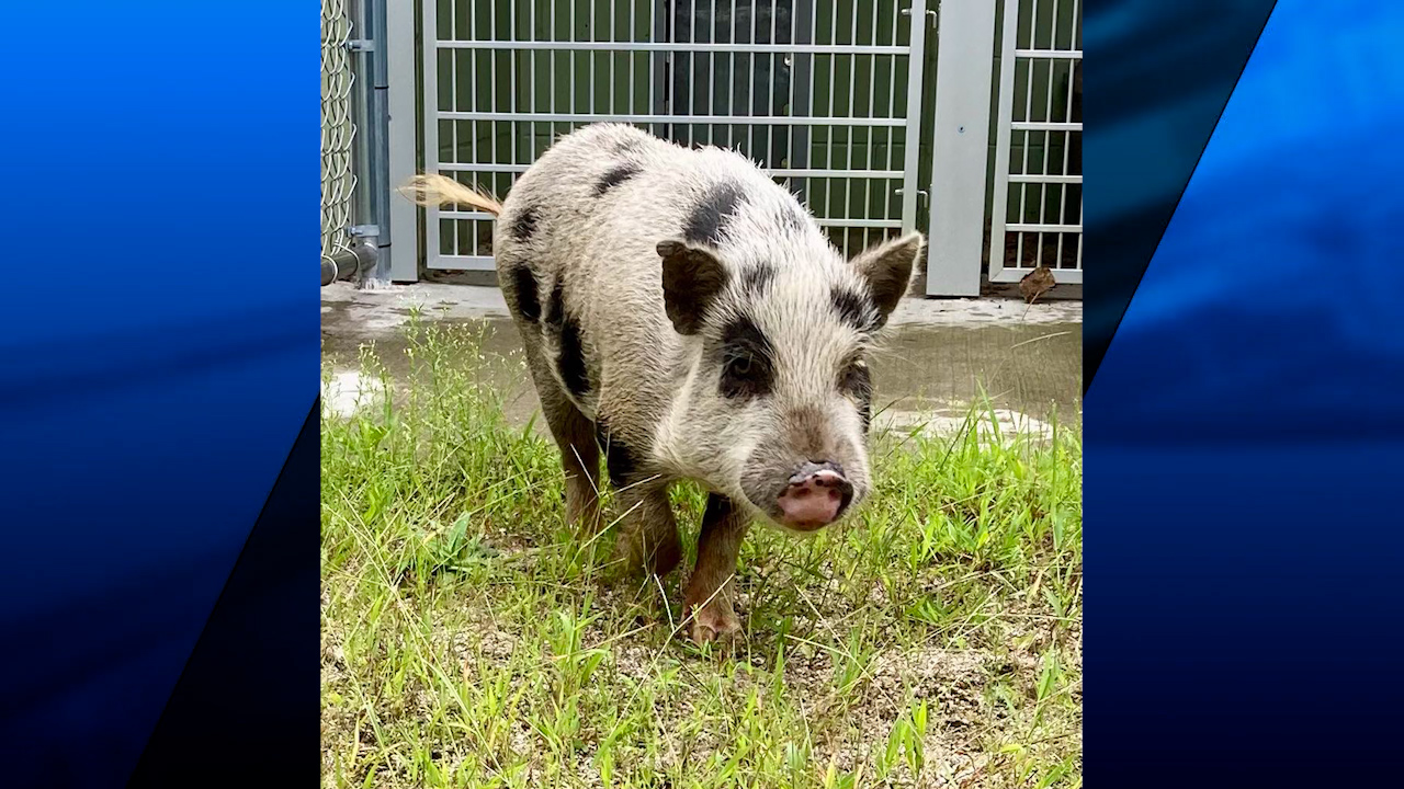 Burrillville Animal Control finds one loose pig, continues search for ...