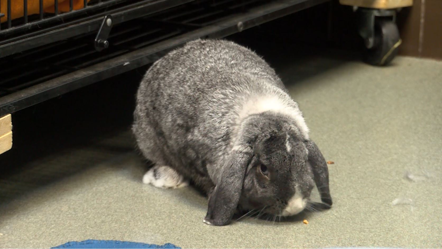 Pick of the Litter: Meet Loki! | ABC6