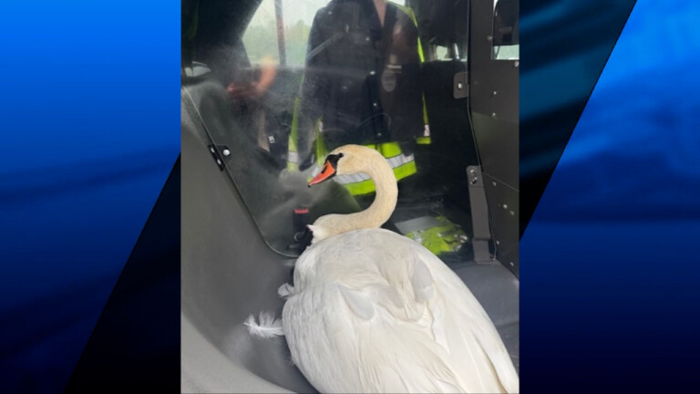 Massachusetts State Police rescue swan on the run | ABC6