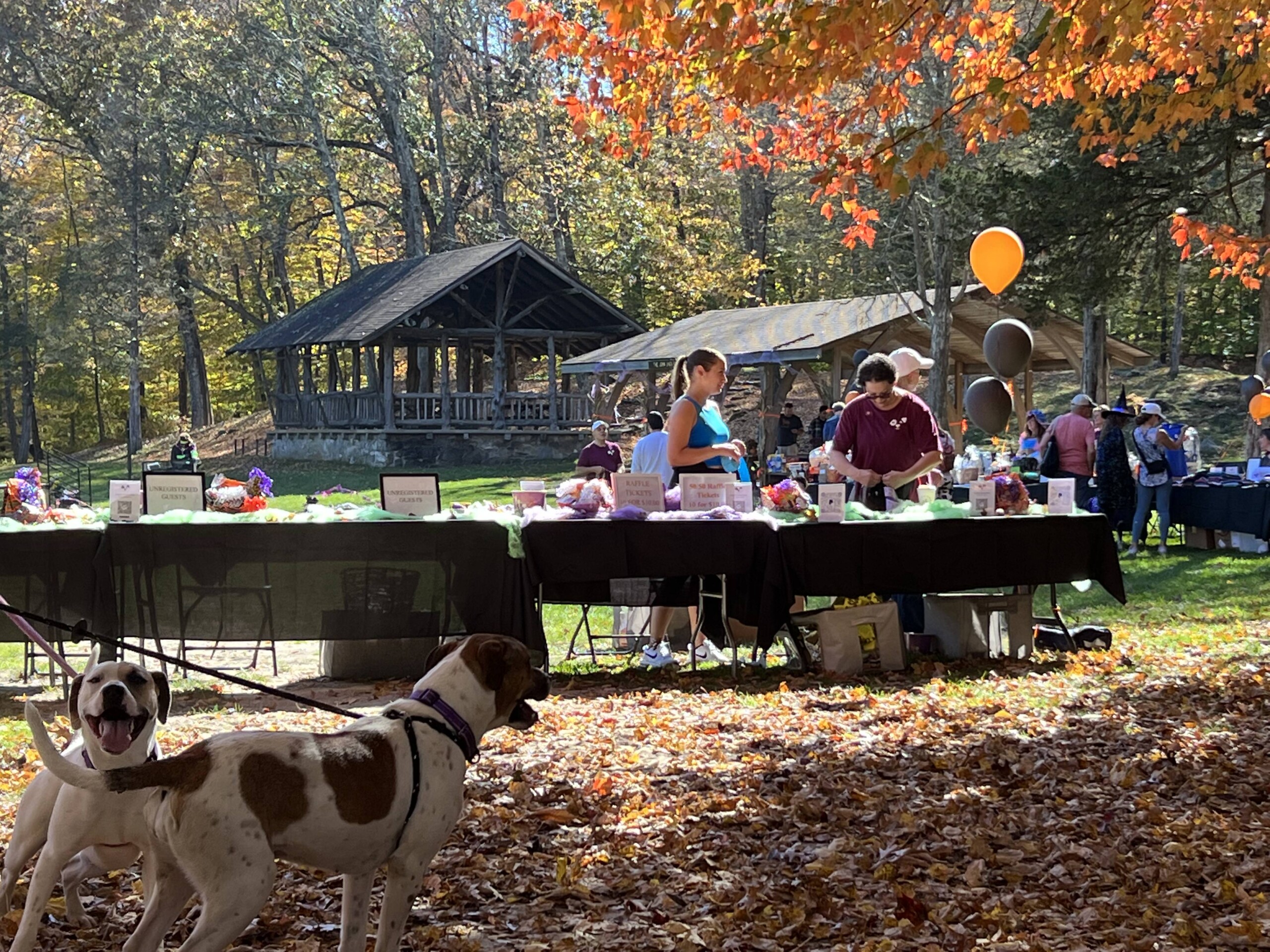 'Howl-O-Ween' dog walk benefits homeless dogs | ABC6