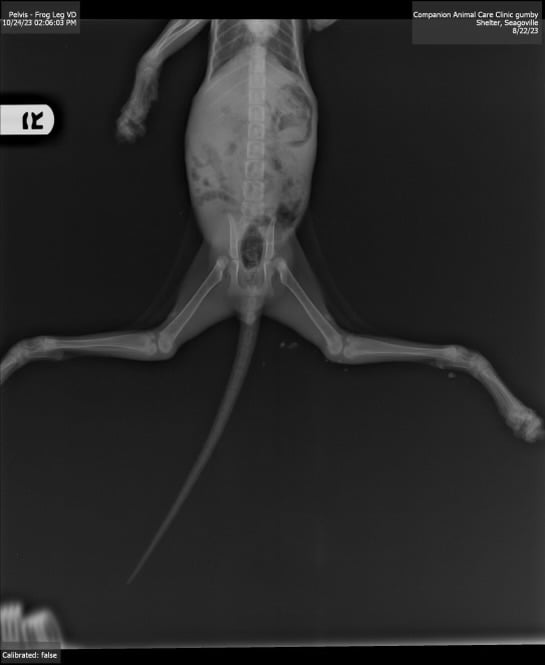 MSPCA seeking adopter for kitten with rare muscle deformity | ABC6