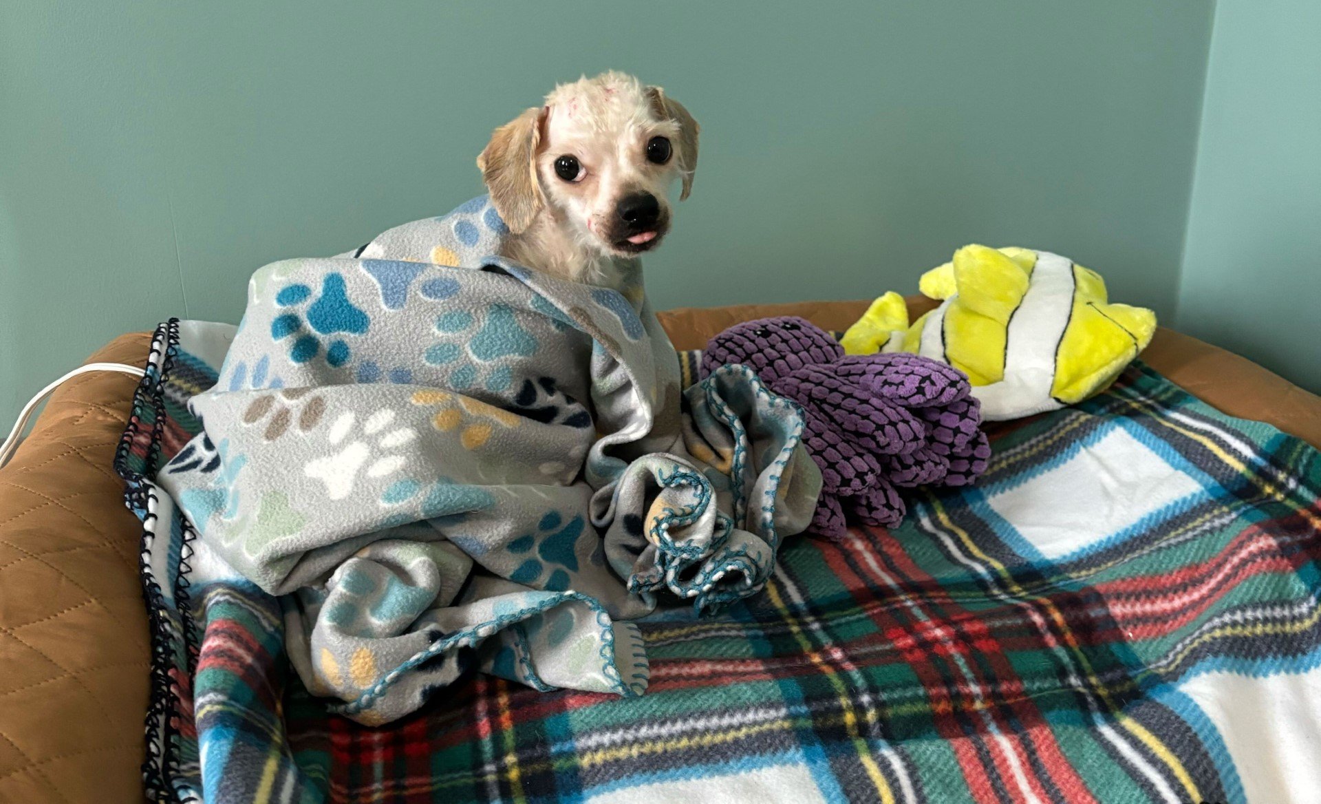 Emaciated puppy receives life-saving treatment at the RISPCA | ABC6