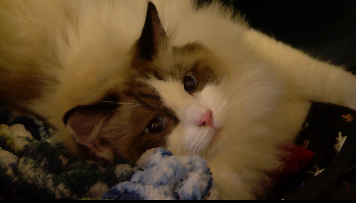 Gallery: Cat Lovers of New England hosts cat show in Seekonk | ABC6