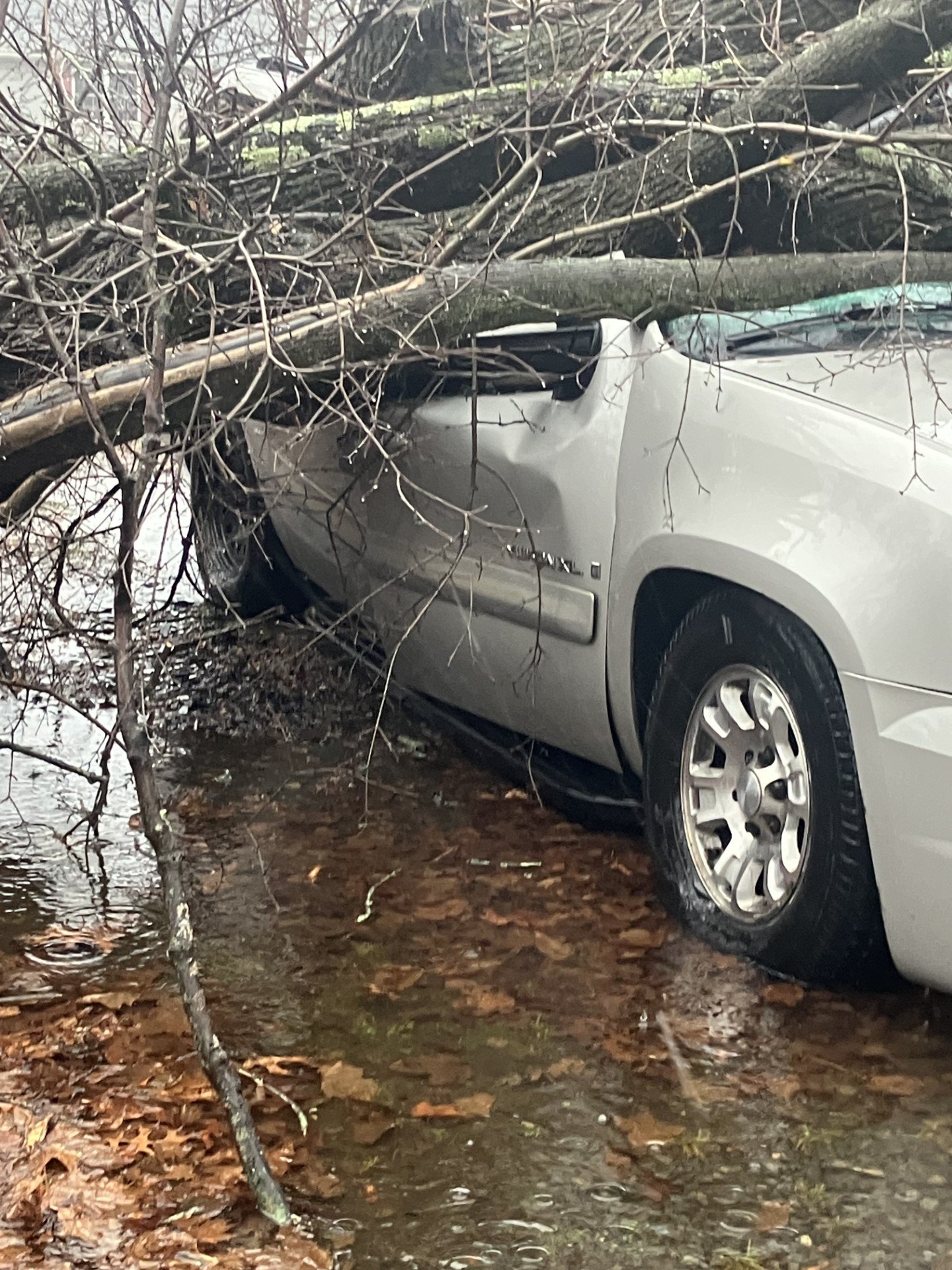 Trees damage cars, house during storm | ABC6