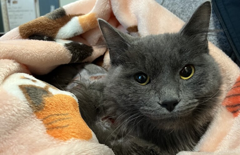 Donations sought in helping severely burned cat | ABC6