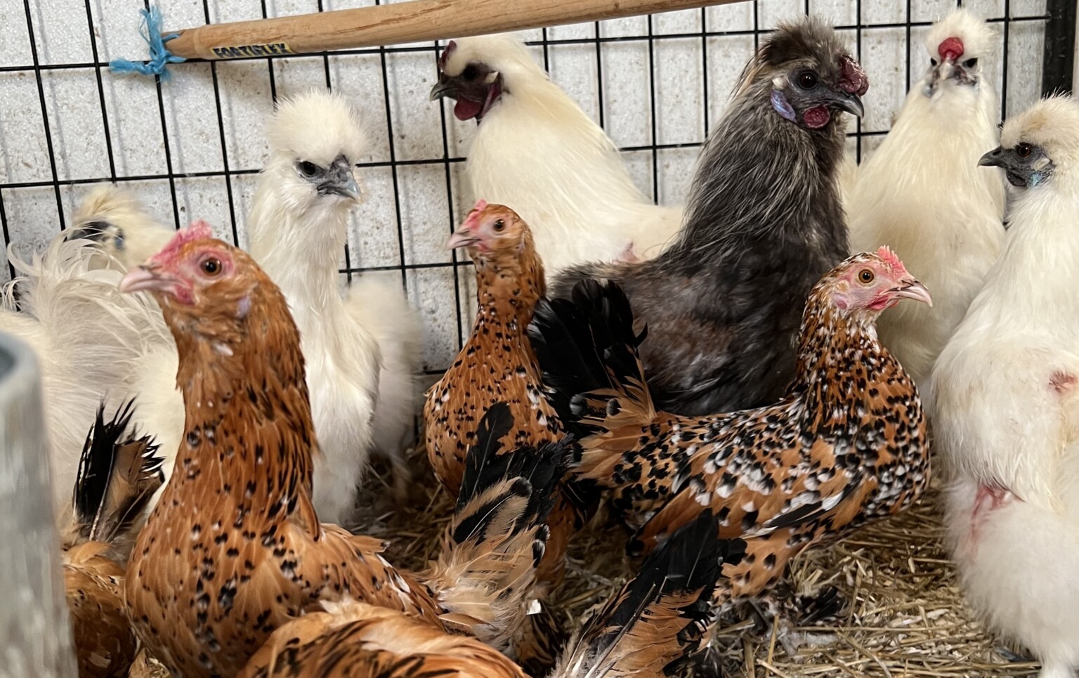 MSPCA takes in large surrender of birds, other farm animals | ABC6