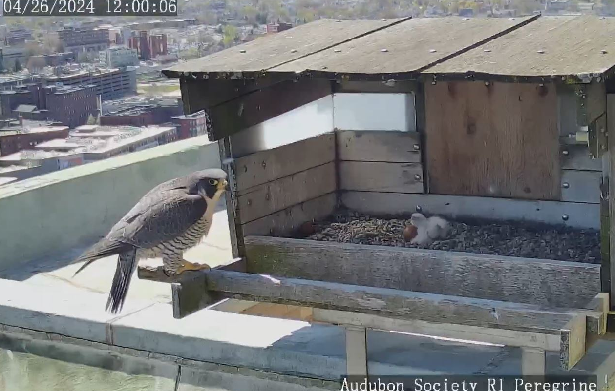 Providence welcomes four peregrine falcon hatchlings | ABC6