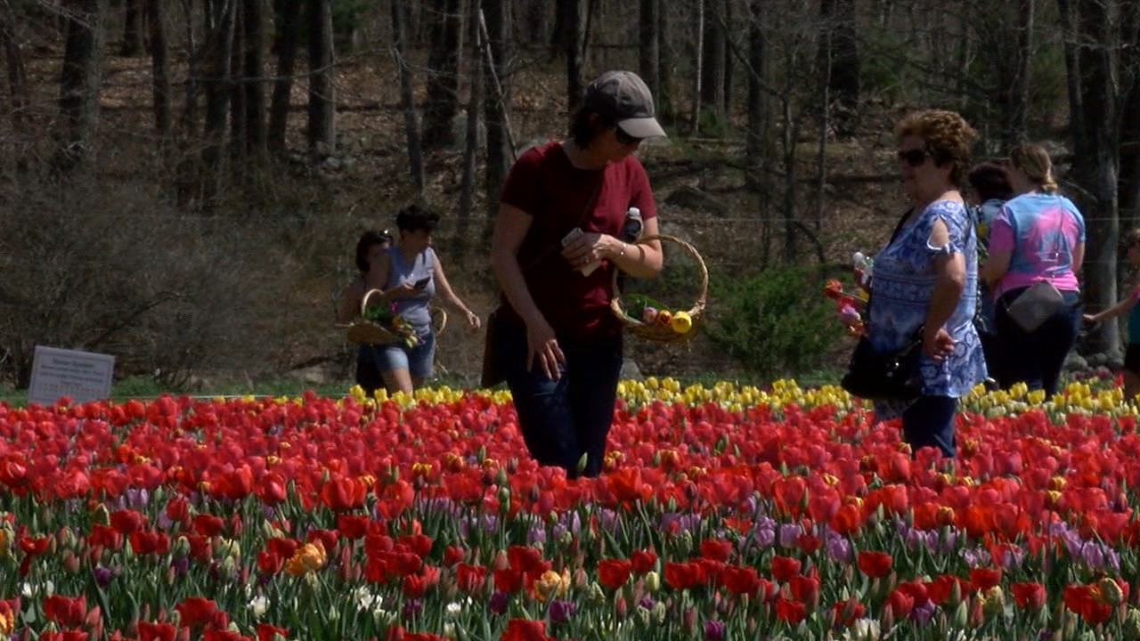 Wicked Tulips Flower Farm set to open Exeter location Wednesday | ABC6