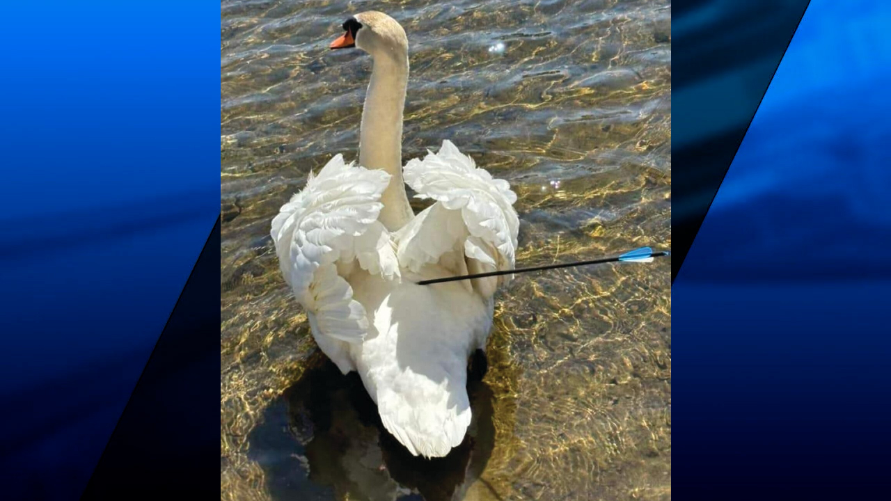 Swan hit by arrow in Johnston | ABC6