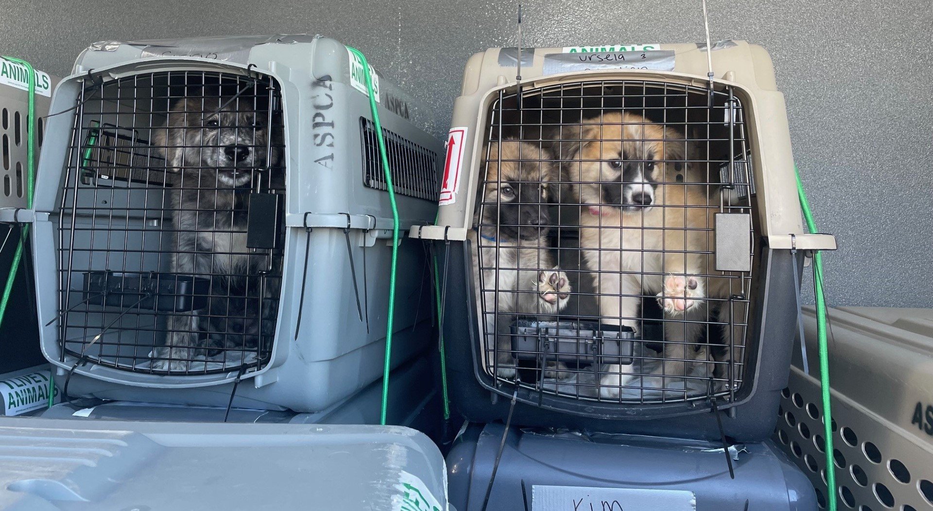 MSPCA takes in 39 dogs from Texas shelter | ABC6