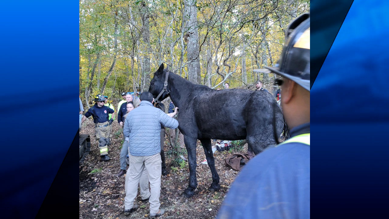 Horse stuck in mud rescued in Westerly | ABC6