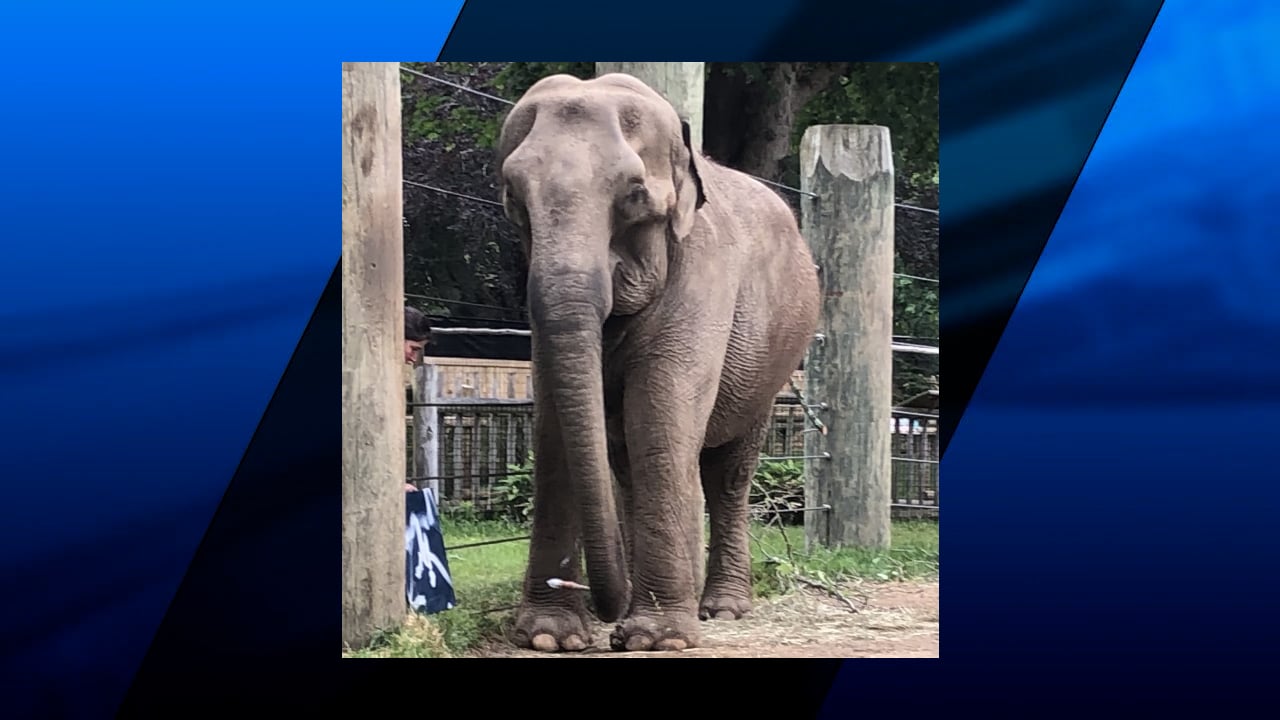 Buttonwood Park Zoo's 66-year-old elephant dies | ABC6