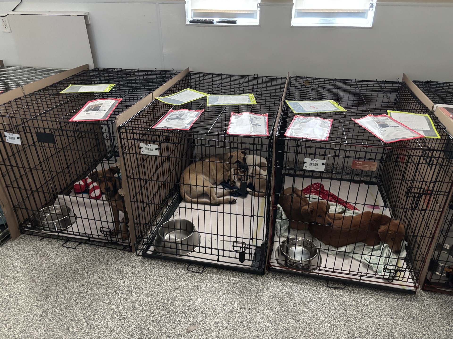 MSPCA-Angell bringing in animals affected by Texas floods | ABC6