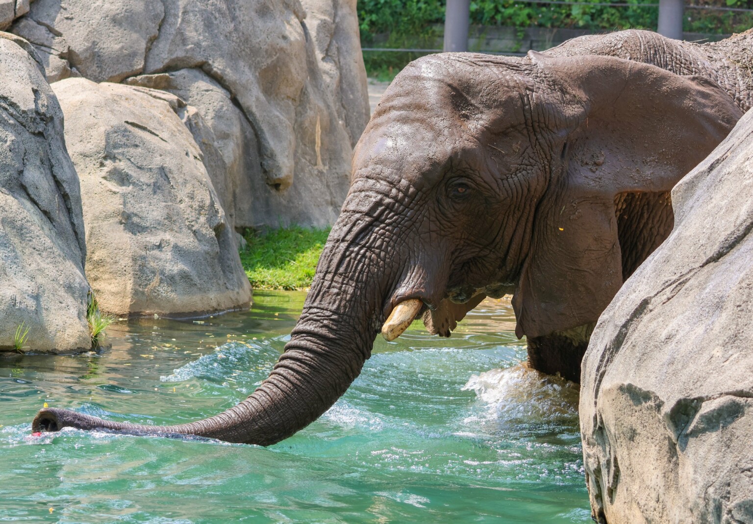 Roger Williams Zoo elephants celebrate 40th birthday | ABC6