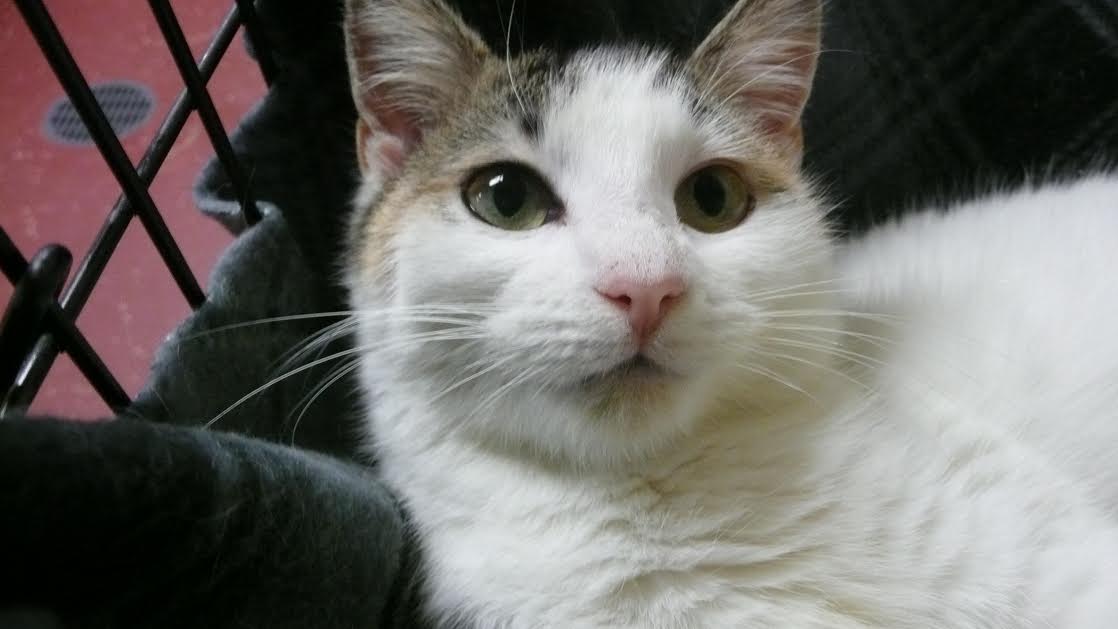 Furry Friend Friday Meet Calli - ABC Columbia