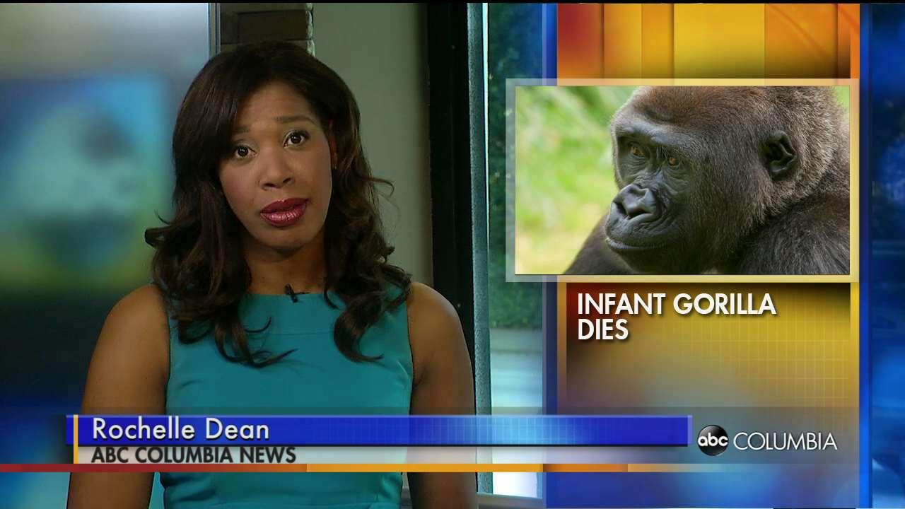 Riverbanks Officials Trying to Cope with Death of Infant Gorilla - ABC ...