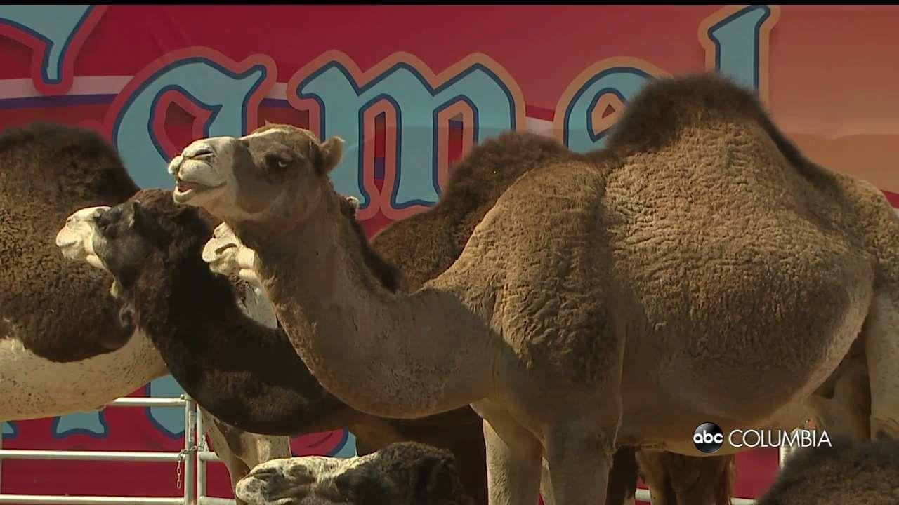 State Fair Turns Into 'Camel Kingdom,' Big Hit With Fair Visitors