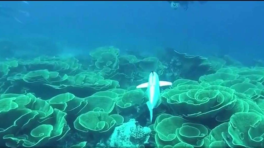Scientists invent robot fish - ABC Columbia Scientists invent robot fish - ABC Columbia