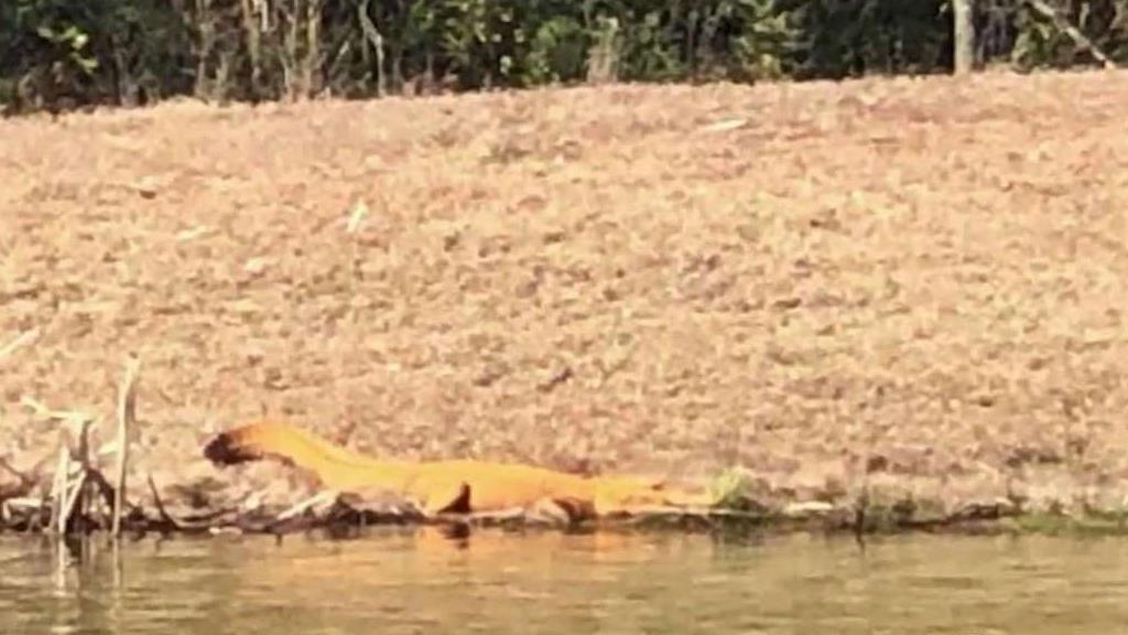Two orange gators appear in one SC neighborhood - ABC Columbia Two ...