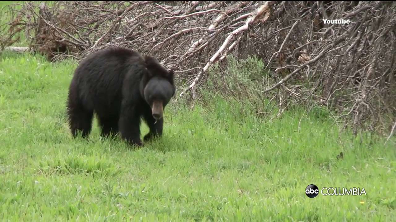 SCDNR: Black bear activity increasing in the state, encouraging ...