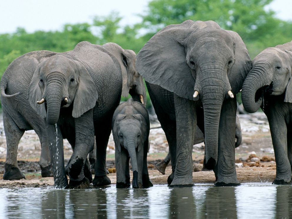 elephants-gty-jpo-190618_hpMain_4x3_992 - ABC Columbia