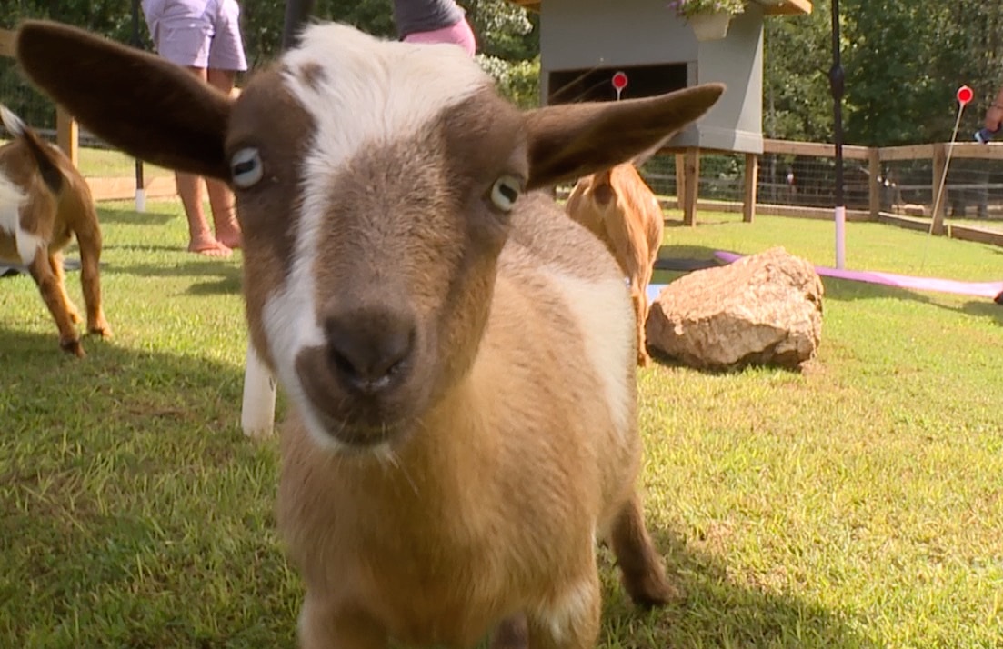 I'm not KIDding, Goat Daddy's Farm offers so much more than just goat ...