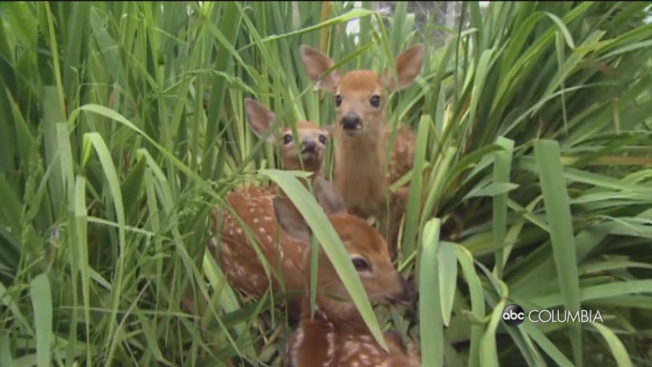 CDC warning hunters to watch out for tuberculosis in deer - ABC Columbia