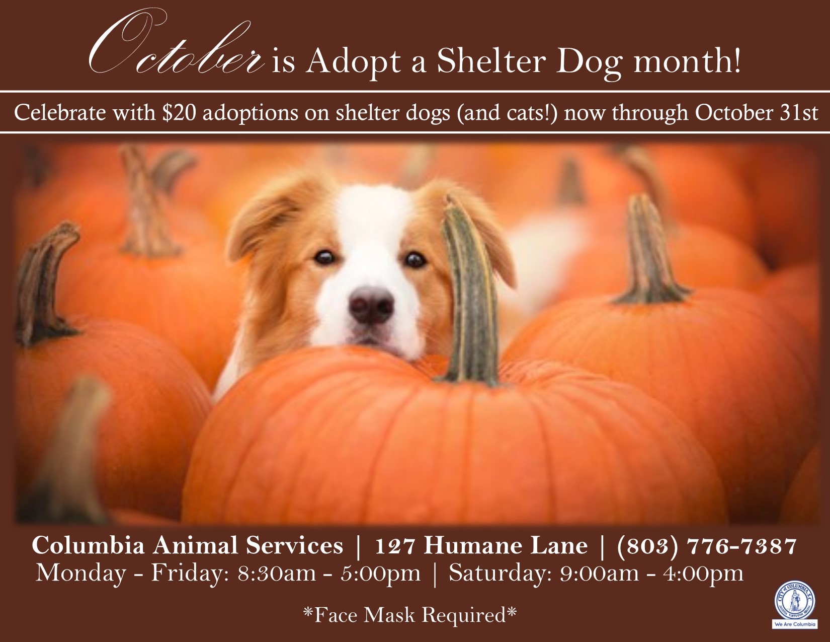 October Adoption special at Columbia Animal Services - ABC Columbia