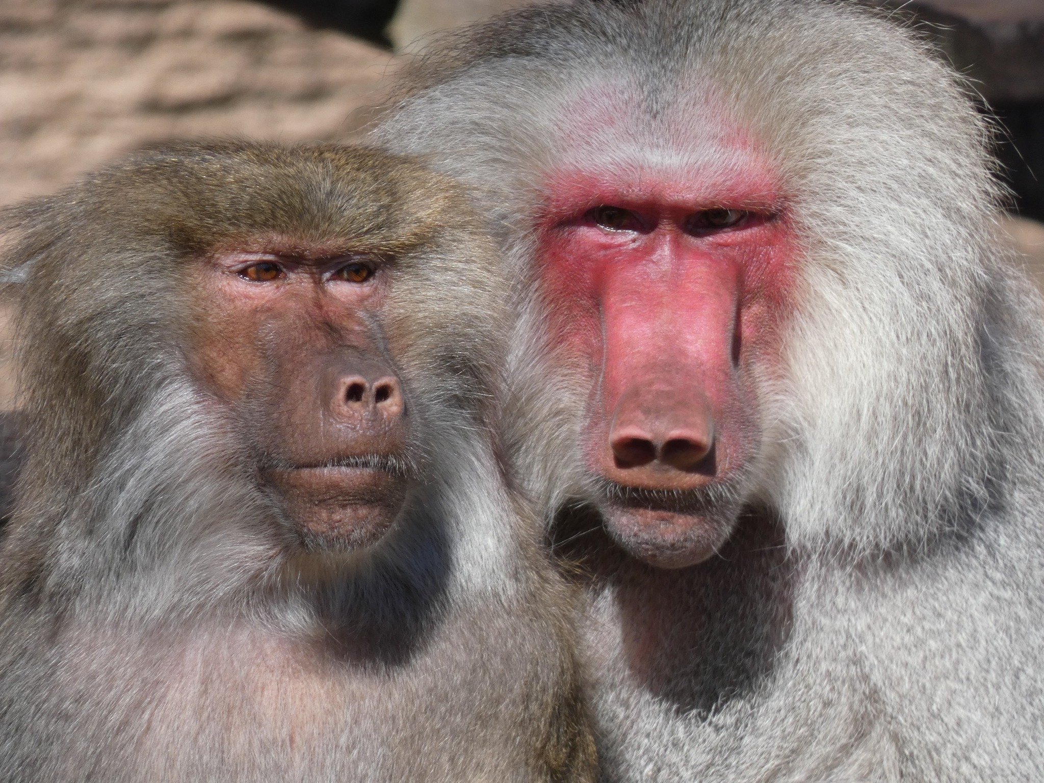 Beloved baboon at Riverbanks Zoo passes away - ABC Columbia