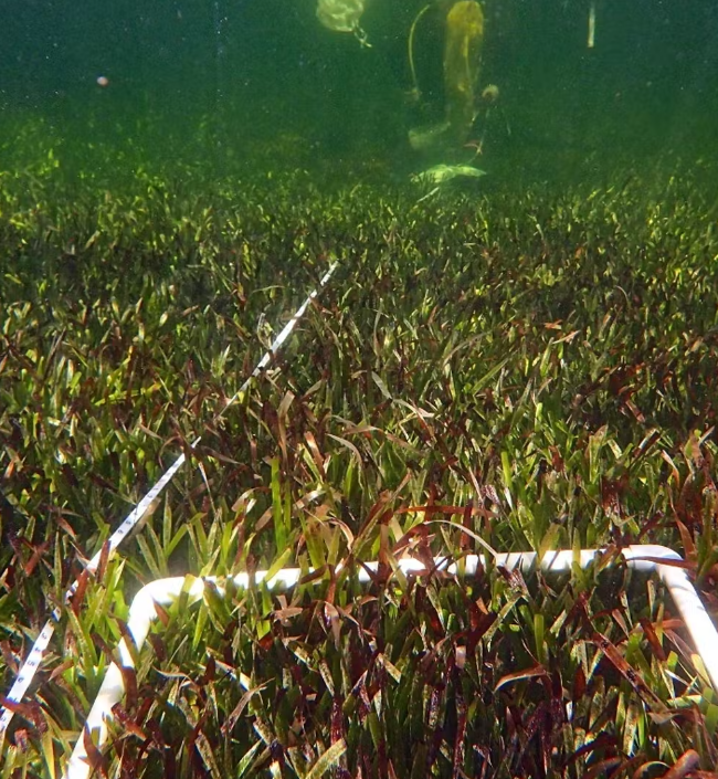 Largest Organism on Earth Discovered - It's HUGE! - ABC Columbia