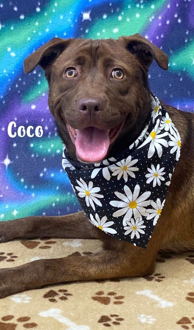 COCO - ABC Columbia