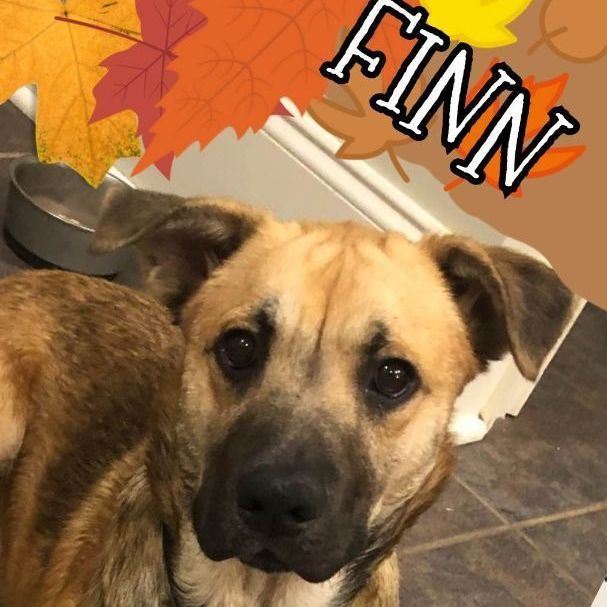 MR. FINN - ABC Columbia