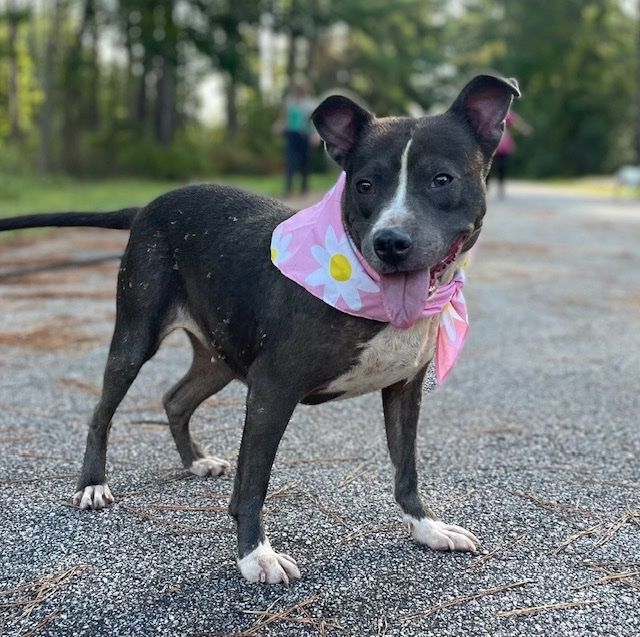 ISABELLE - ABC Columbia