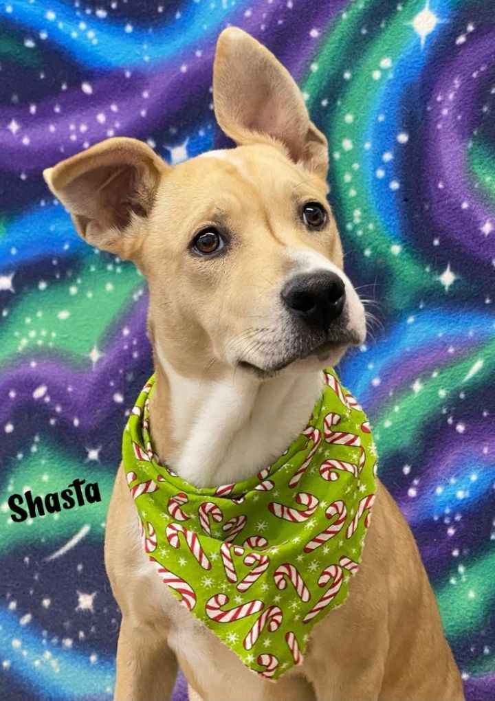 SHASTA - ABC Columbia