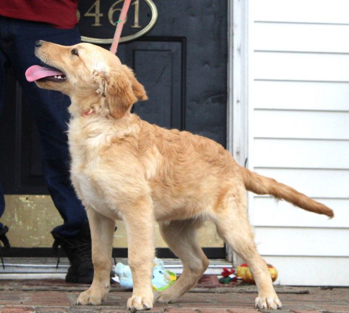 PIPER - ABC Columbia