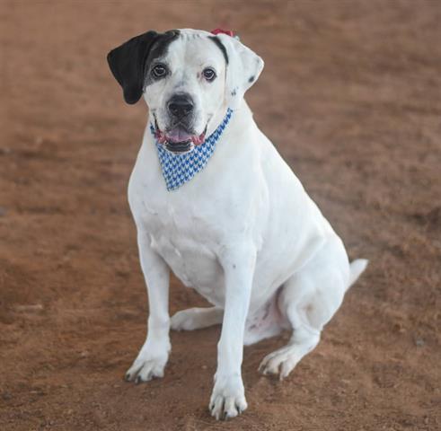 PABLO - ABC Columbia