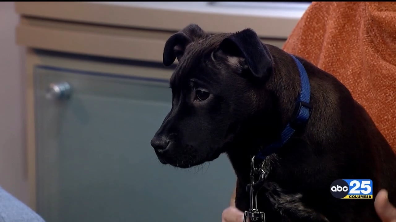 Pet of the Week: Beethoven - ABC Columbia
