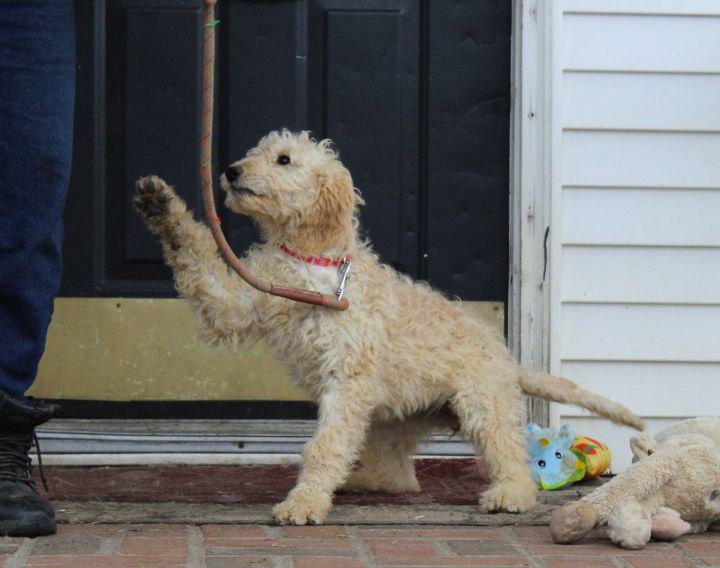 PENNY - ABC Columbia