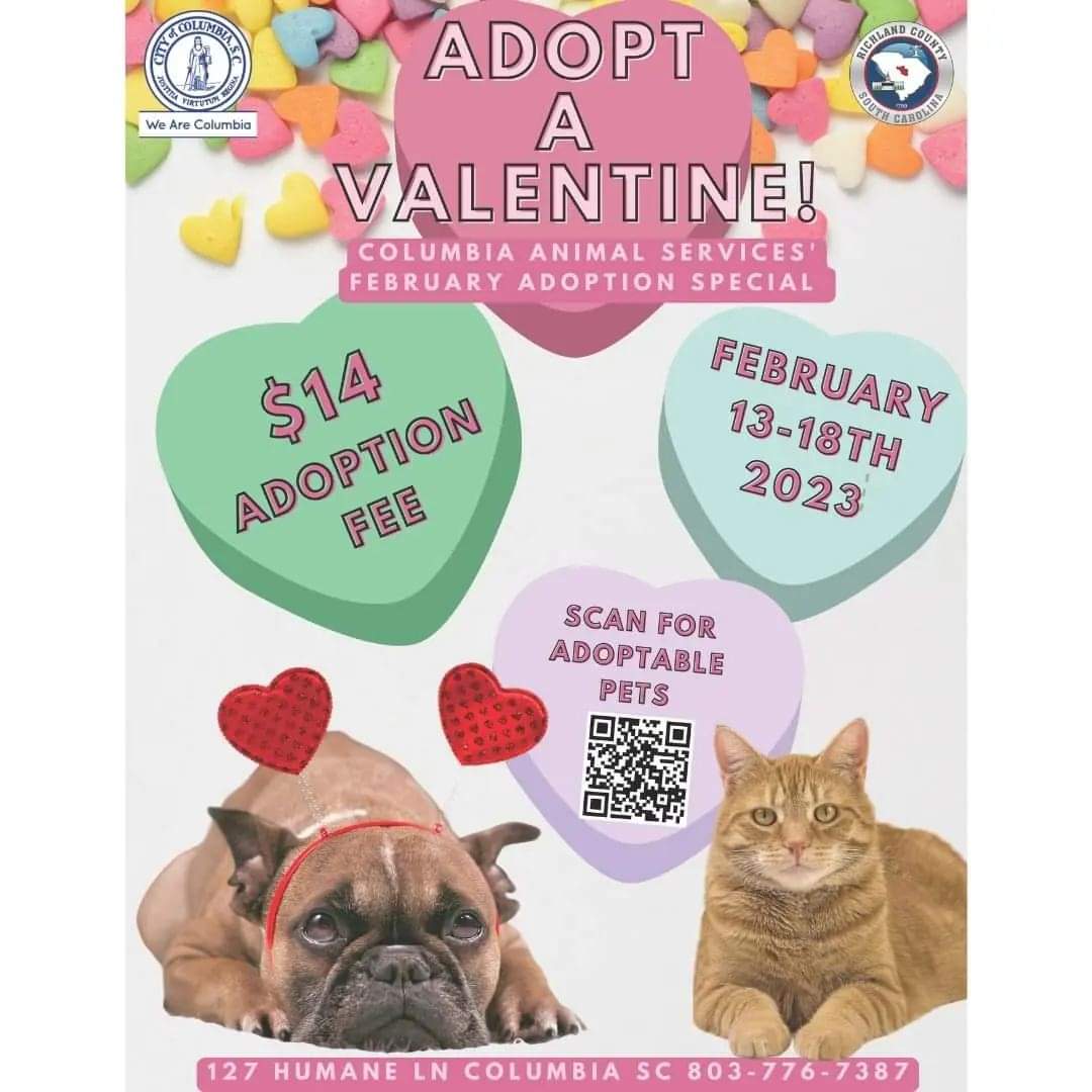 Adopt a Valentine: Columbia Animal Services' February Adoption Special ...
