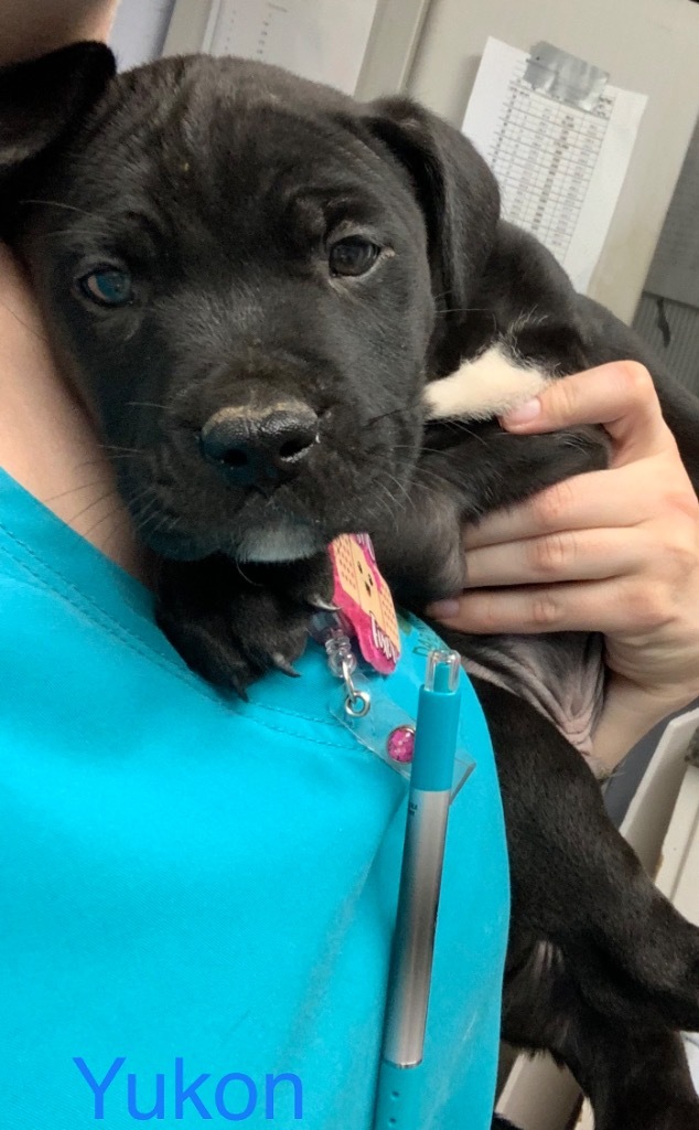 YUKAN - ABC Columbia