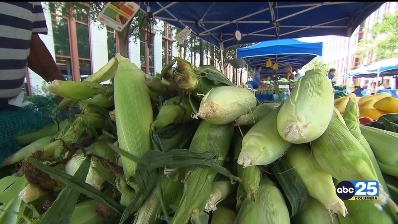 USDA: Corn surplus sends prices down - ABC Columbia