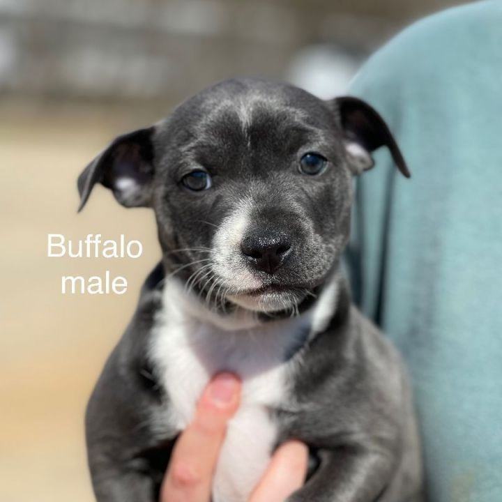 BUFFALO - ABC Columbia