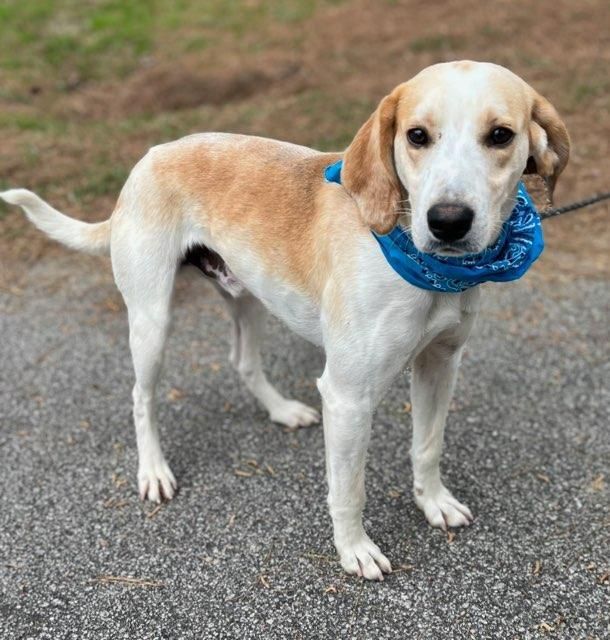 PRESTON - ABC Columbia