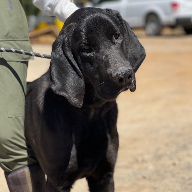 YABA DABA DOO - ABC Columbia