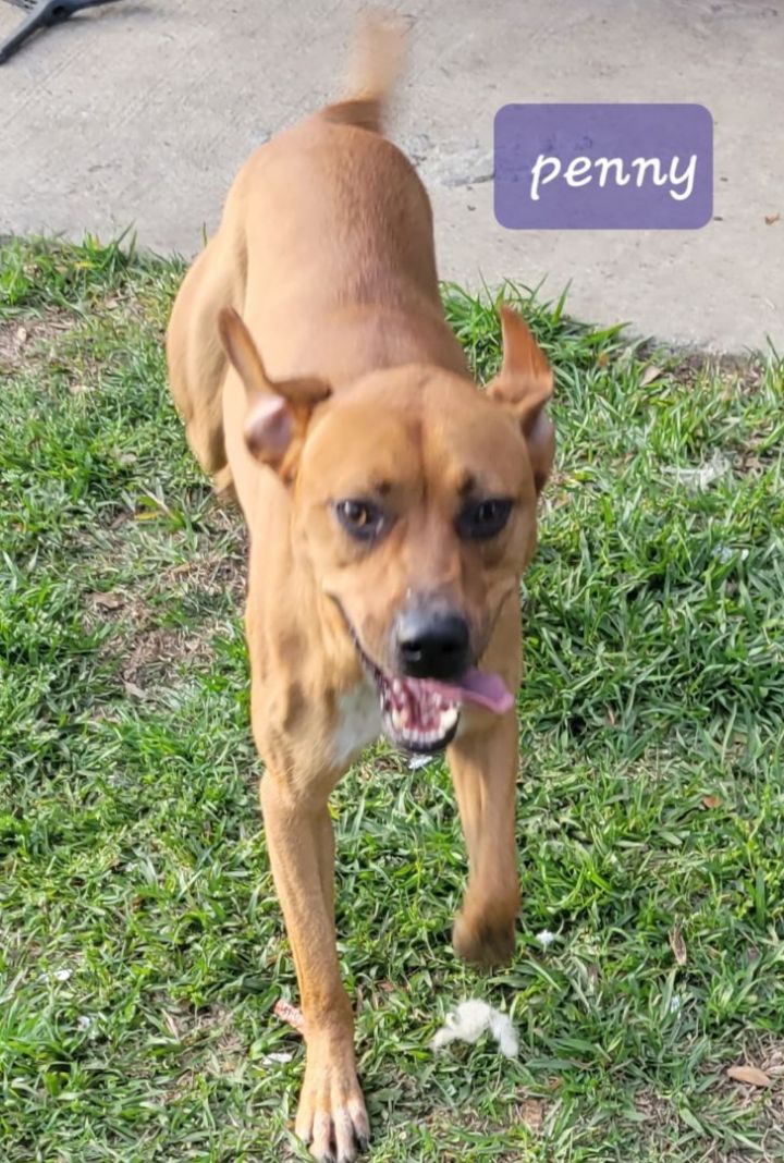 PENNY - ABC Columbia